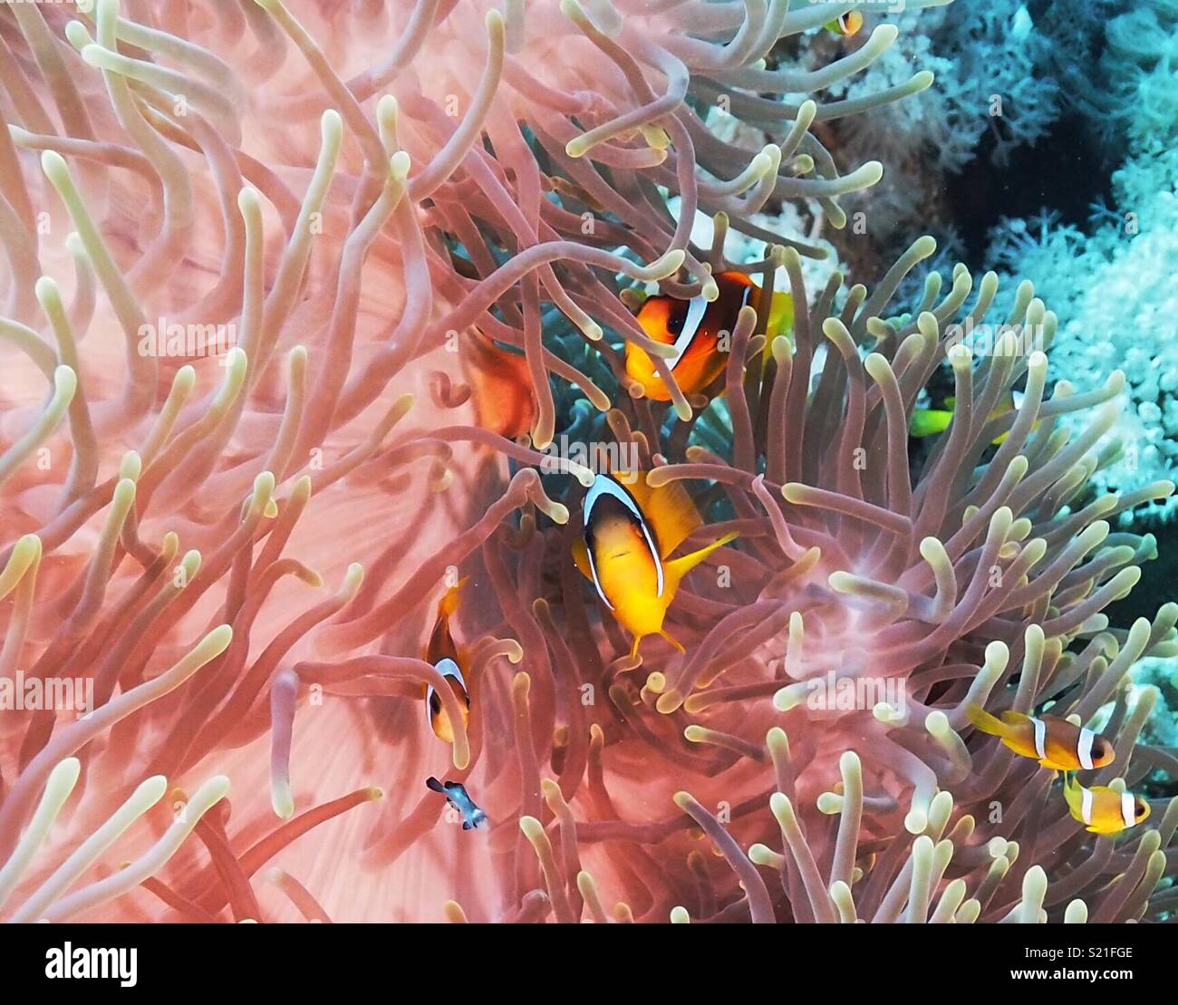 Clown fish family, Red Sea - Egypt Stock Photo - Alamy