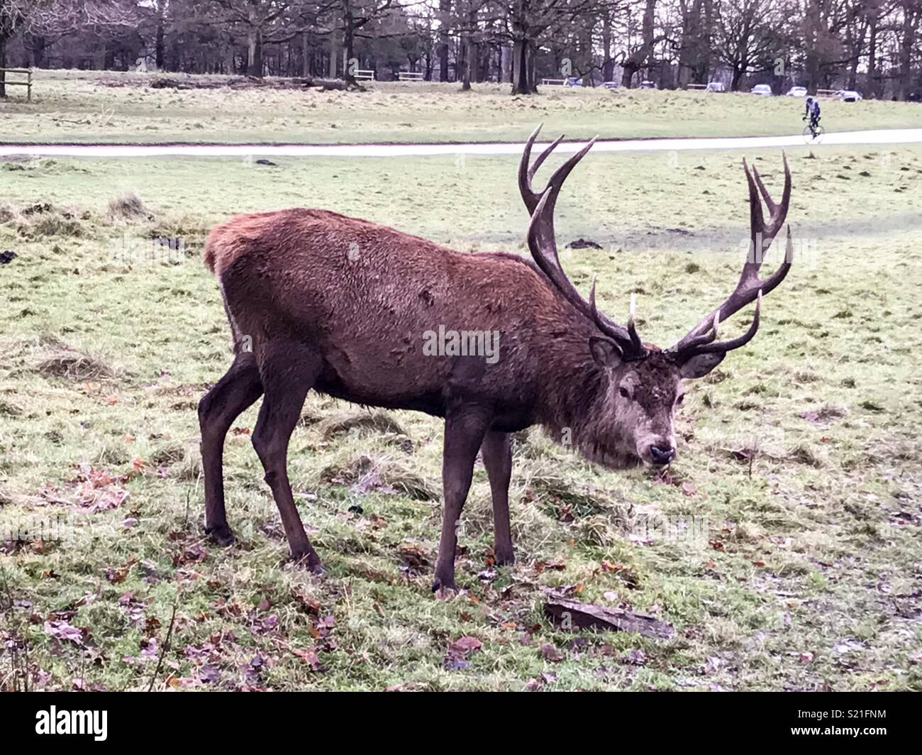 Tatton park deer hi-res stock photography and images - Alamy