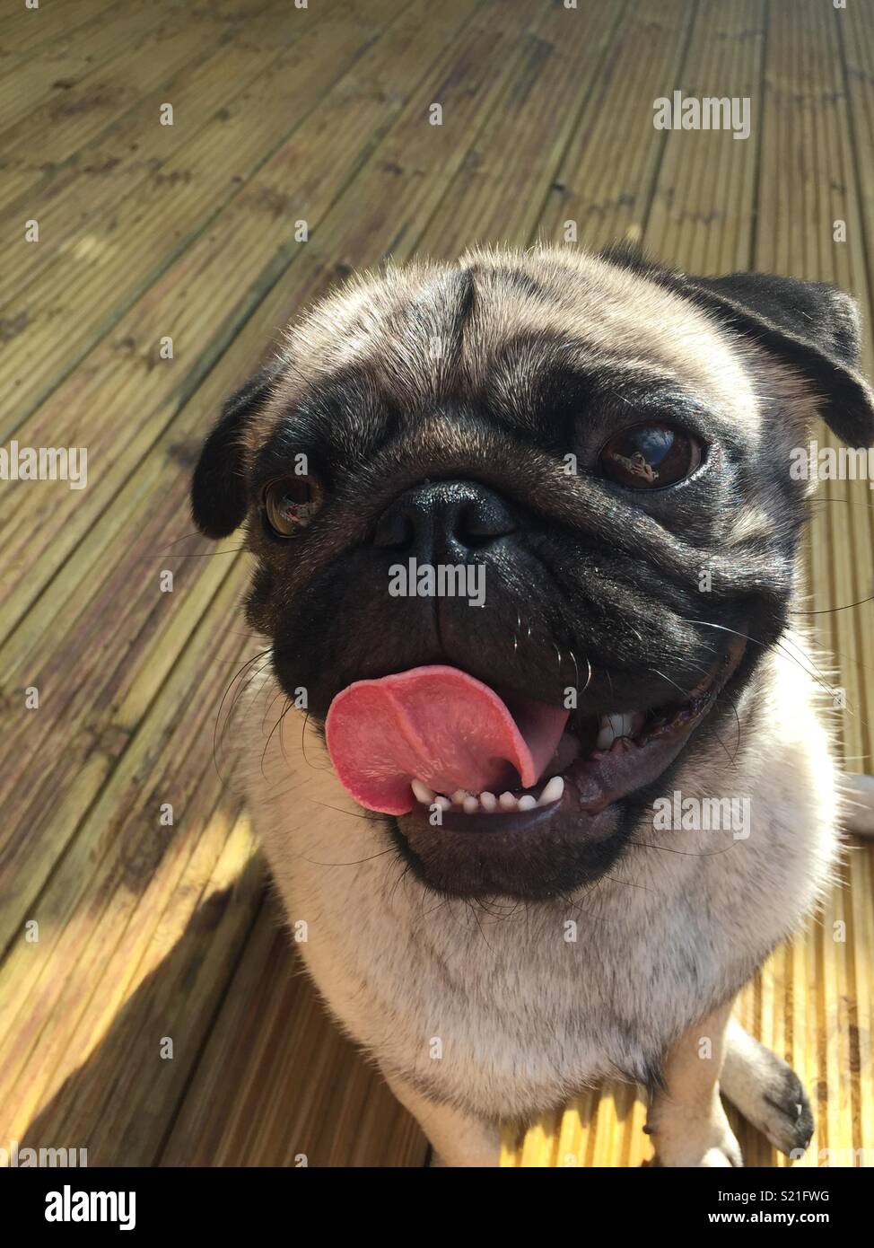 Smiling dog teeth hi-res stock photography and images - Alamy