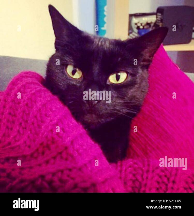 Grumpy cat black hi-res stock photography and images - Alamy