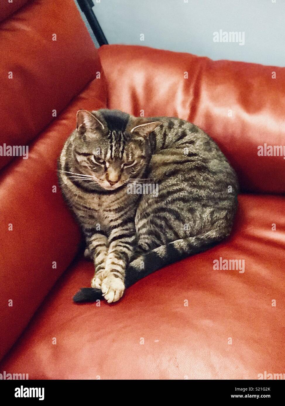 Red Leather Sofa Stock Photos & Red Leather Sofa Stock Images - Alamy