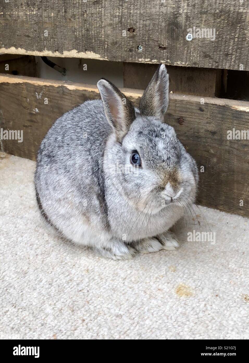 Neverland Dwarf Rabbit Stock Photo - Alamy