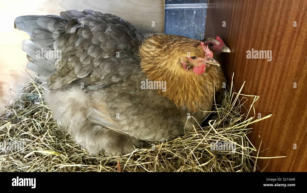 One fat chicken sitting on a chicken whilst nesting Stock Photo - Alamy