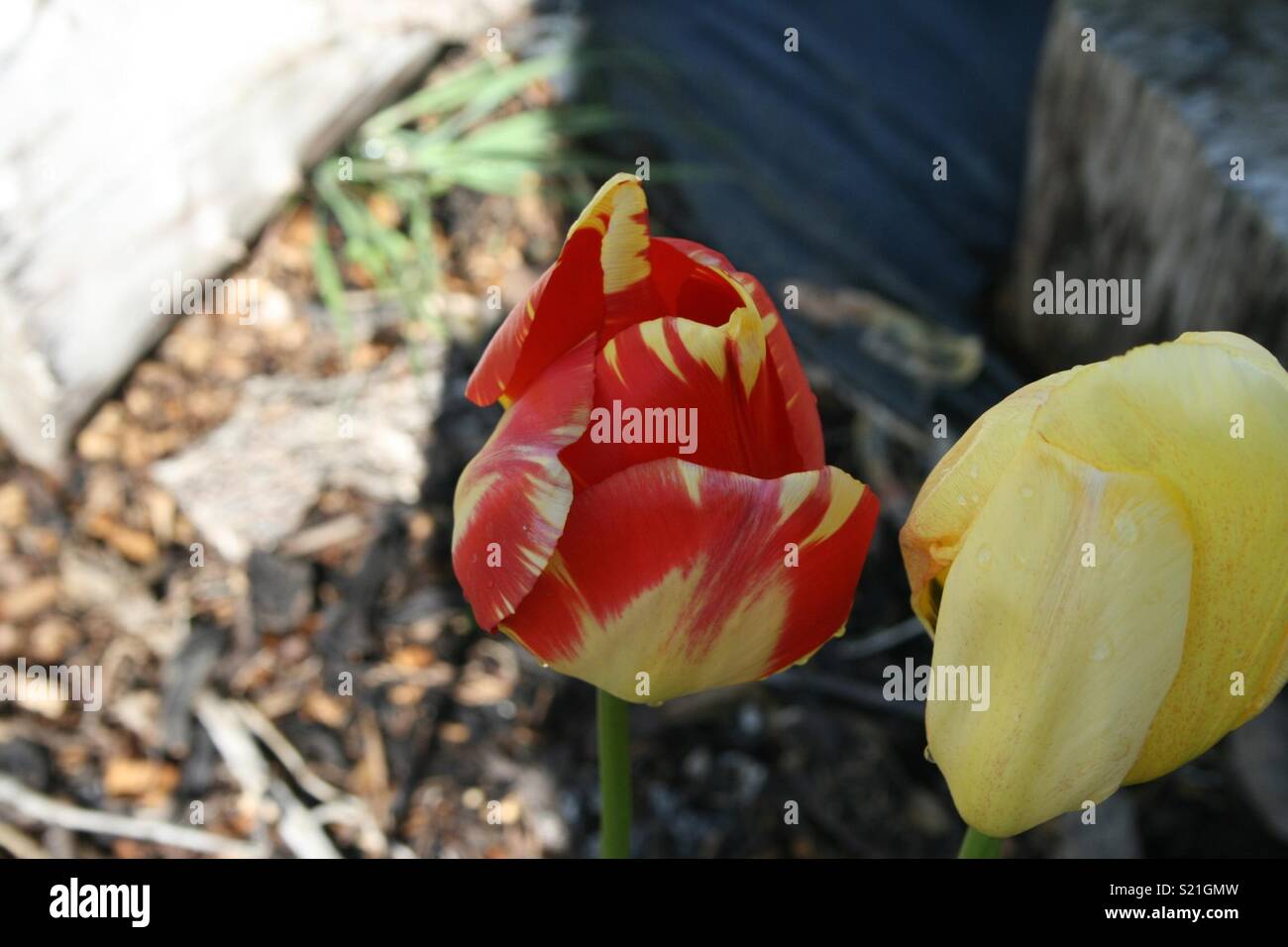 Tulip, April bloom Stock Photo - Alamy