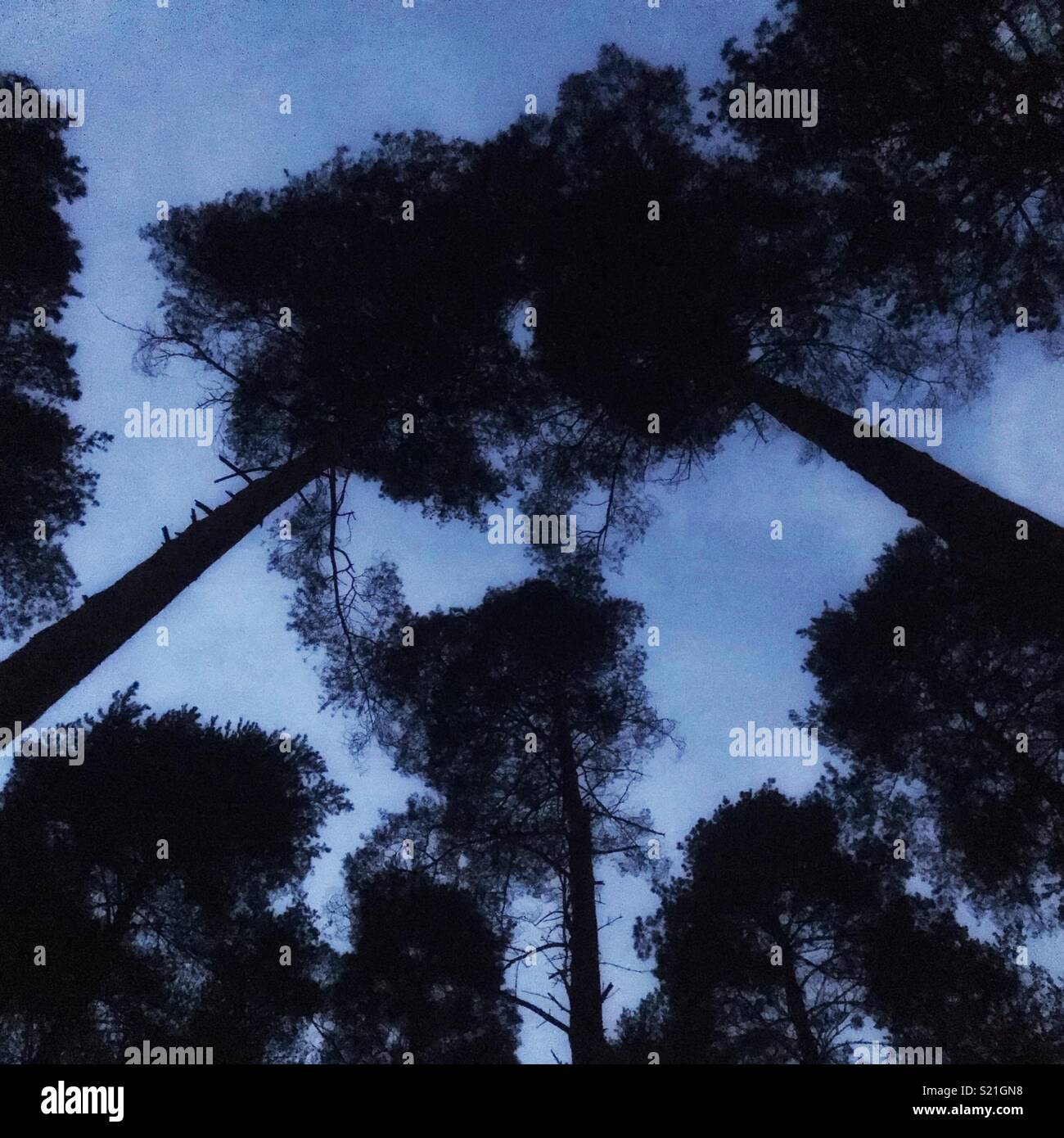 Trees treetops hi-res stock photography and images - Alamy