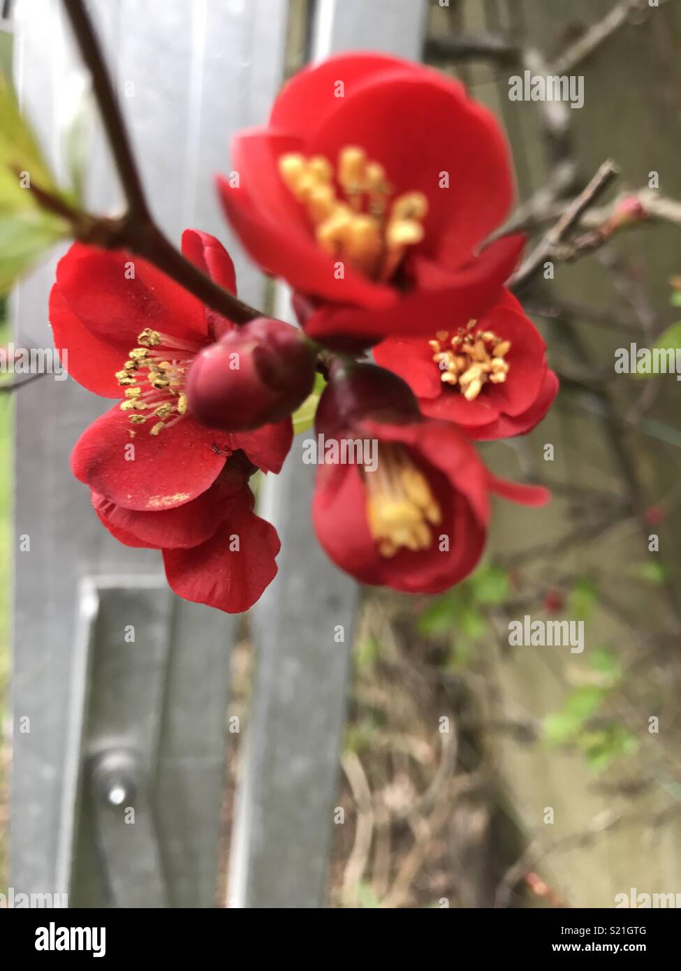 Red quince flower hi-res stock photography and images - Alamy
