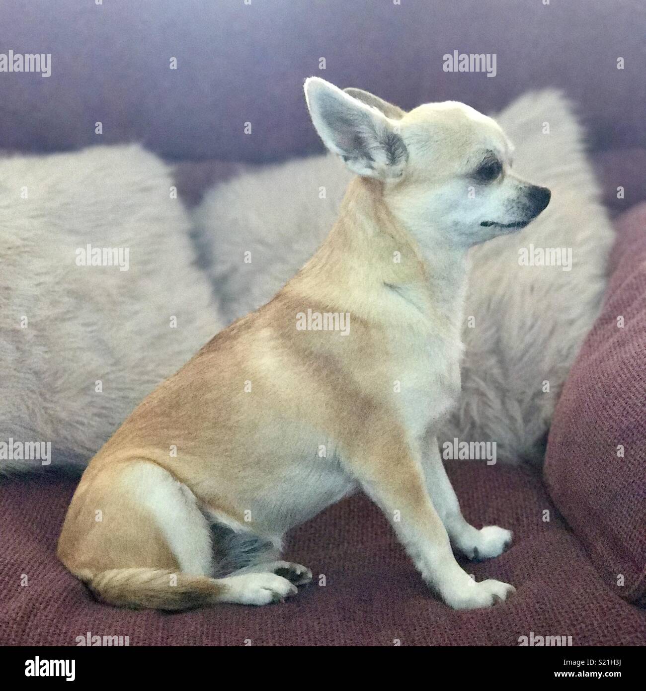 A chihuahua named princess sitting on her favourite chair Stock Photo ...