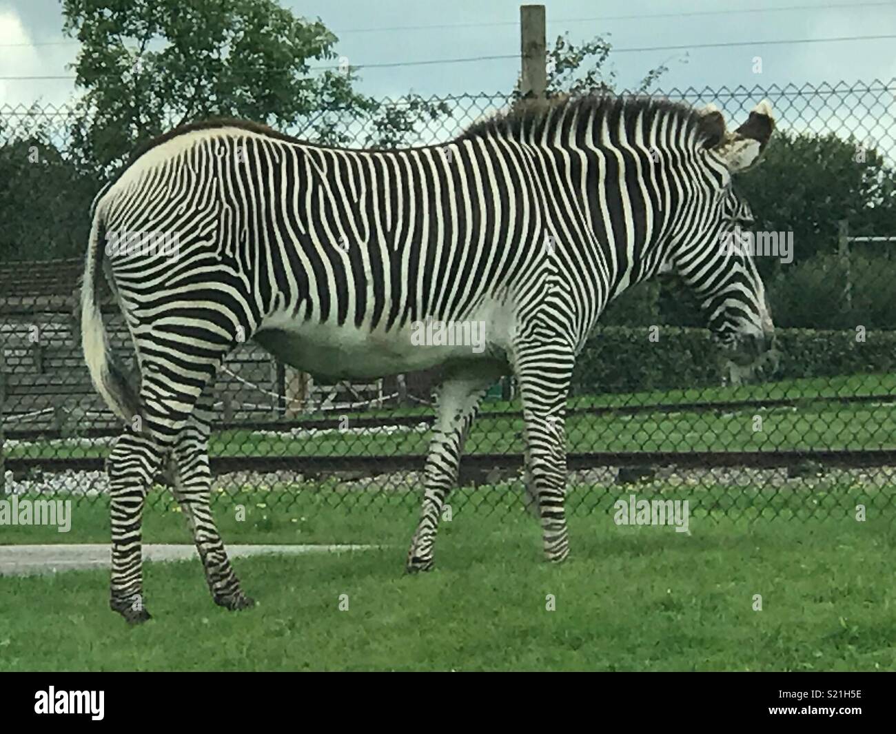 Zebra with stripes hi-res stock photography and images - Alamy