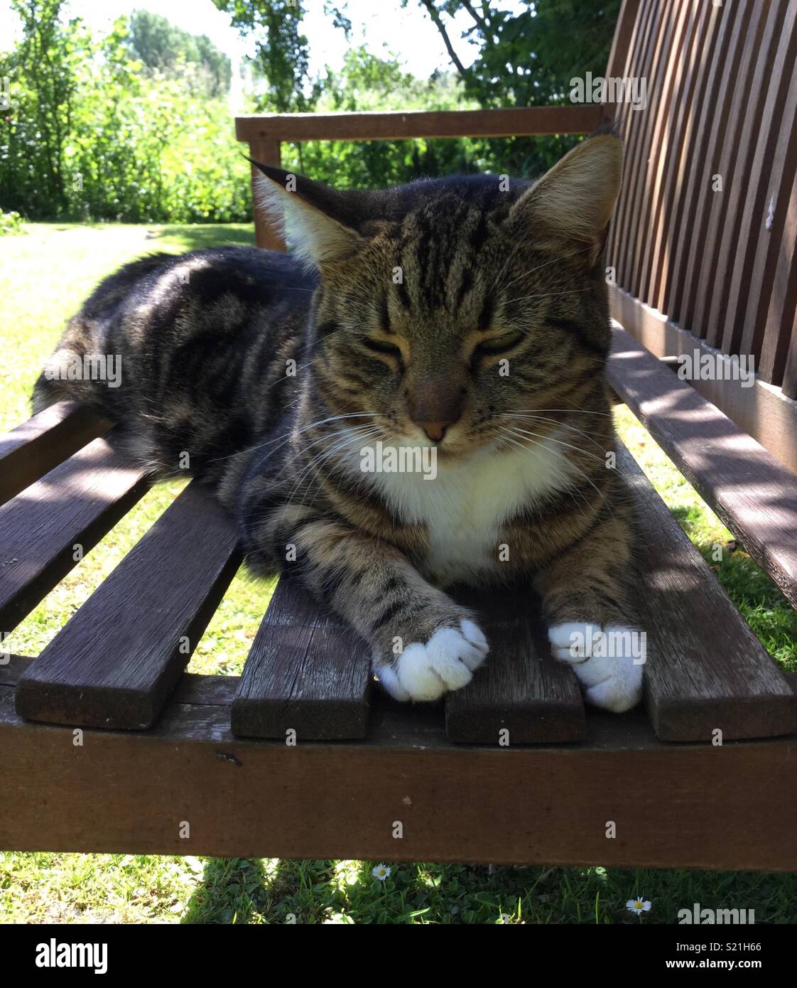 Cat and bench hi-res stock photography and images - Alamy