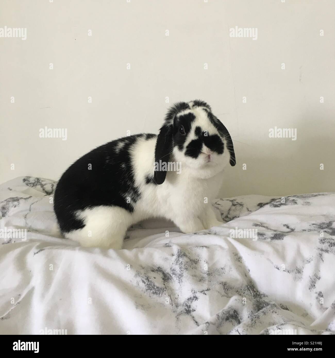 Mrs bunny mrs bunny hi-res stock photography and images - Alamy