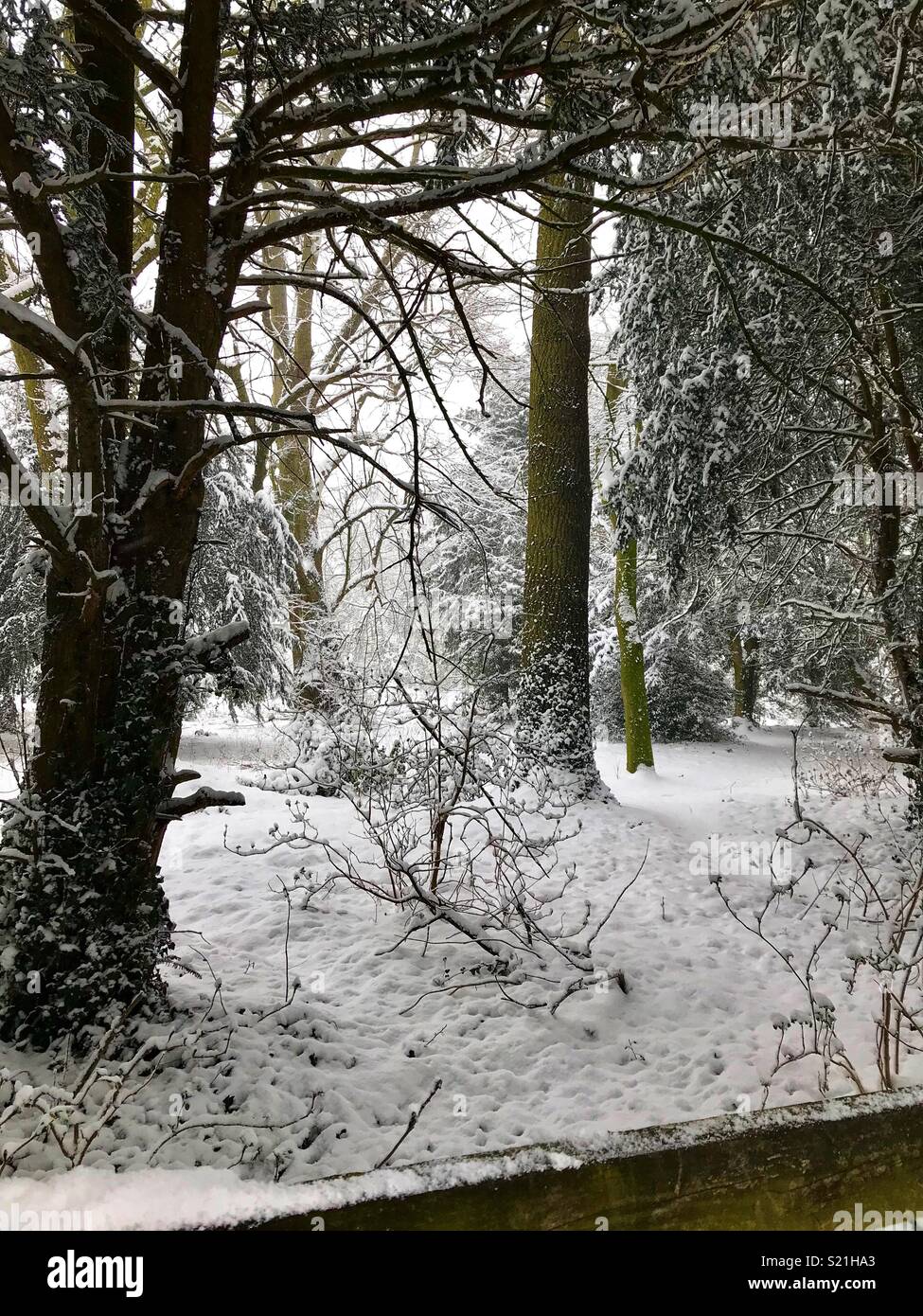Snowy woods hi-res stock photography and images - Alamy
