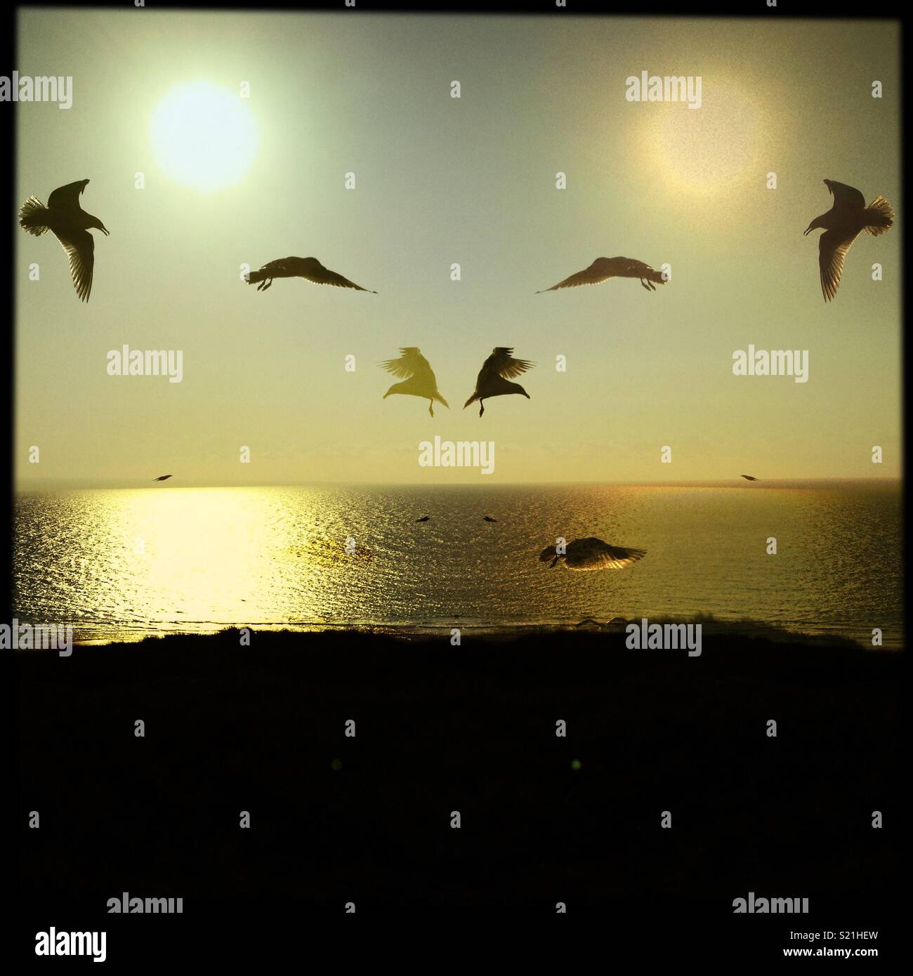 Birds escape hi-res stock photography and images - Alamy