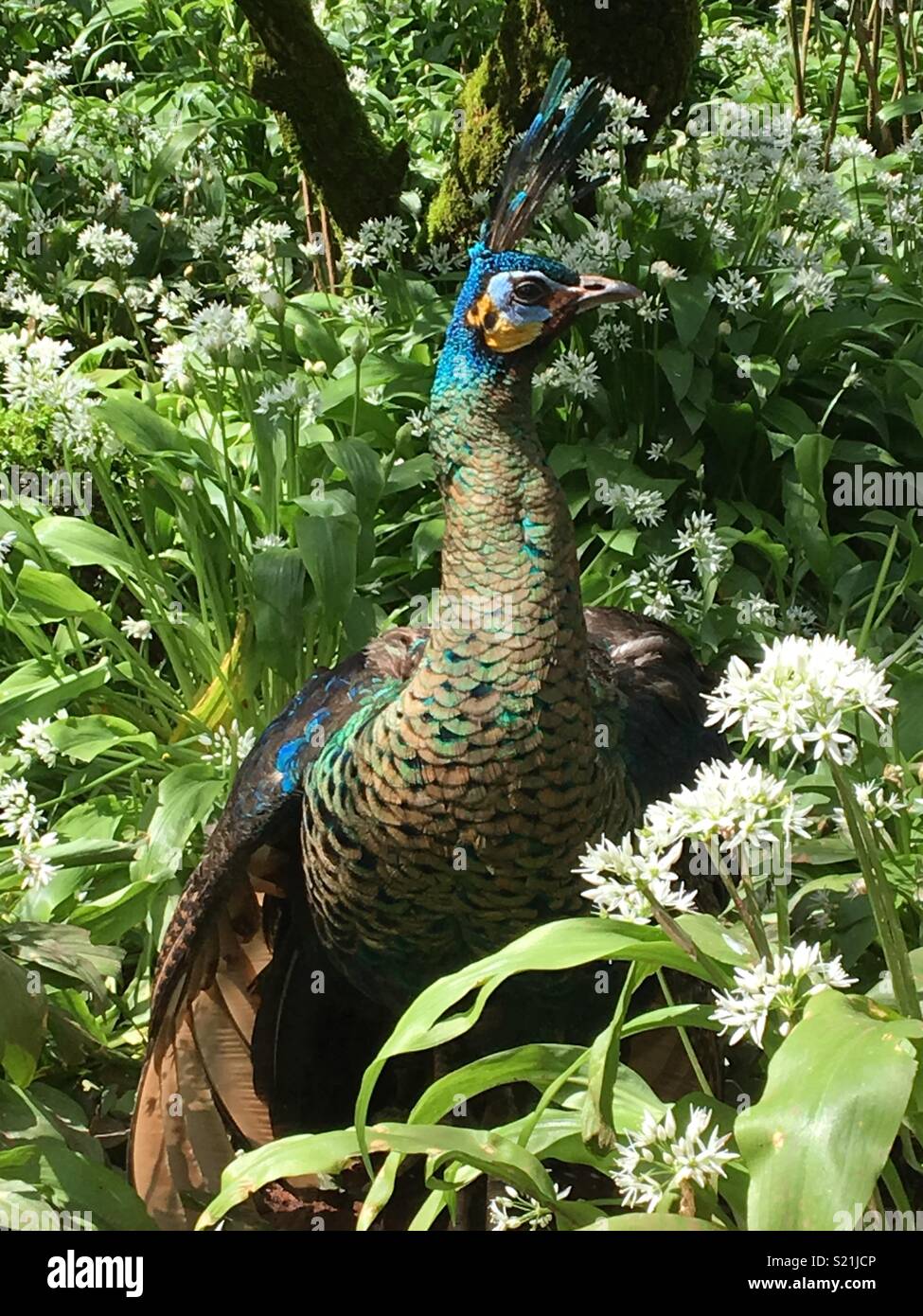 Peacock in the spring sun Stock Photo - Alamy