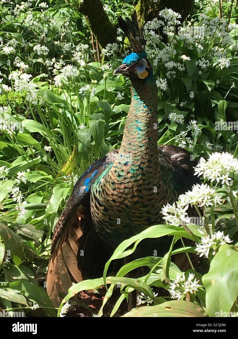 Peacock in the sun Stock Photo - Alamy