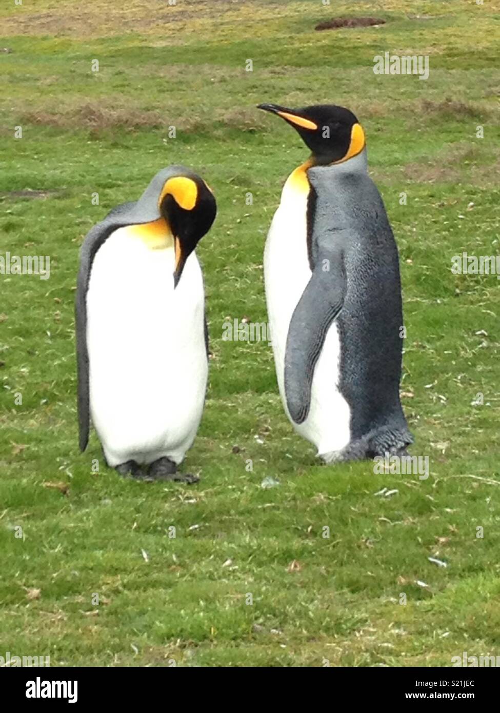 Falklands animals hi-res stock photography and images - Alamy