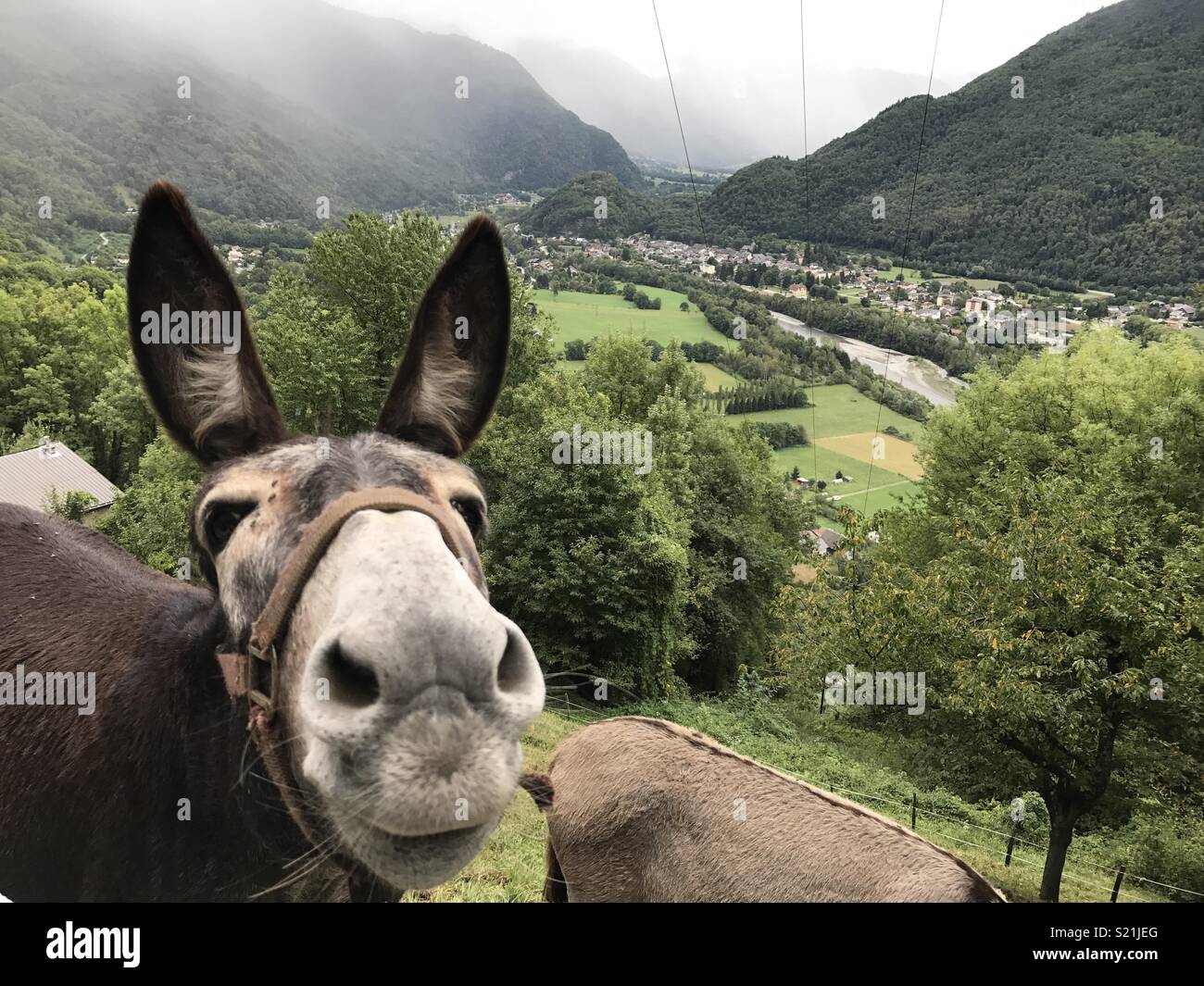 French Donkey High Resolution Stock Photography and Images - Alamy