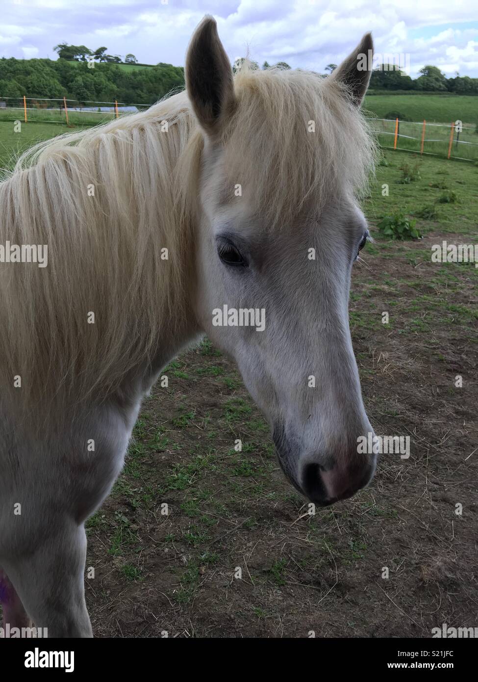 New Forest Grey Pony Stock Photo - Alamy