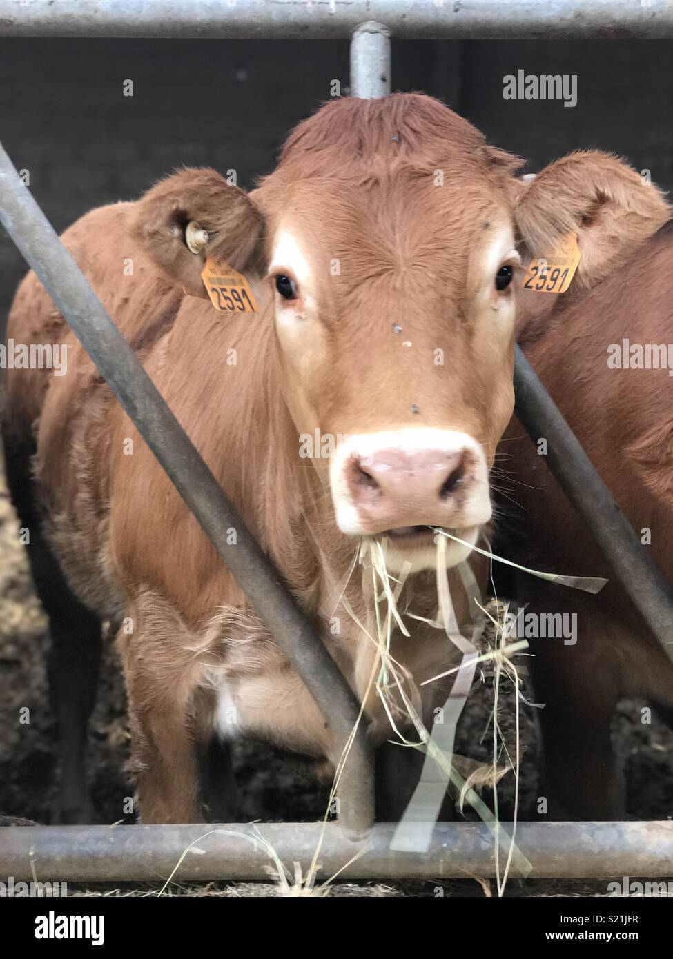 Cow eating straw in barn Stock Photo - Alamy