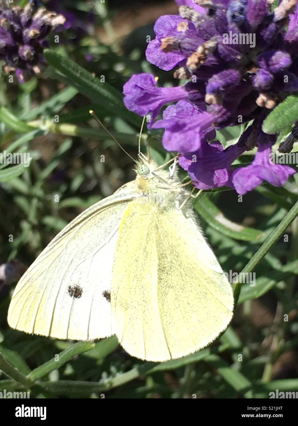 Large white butterfly Stock Photo - Alamy