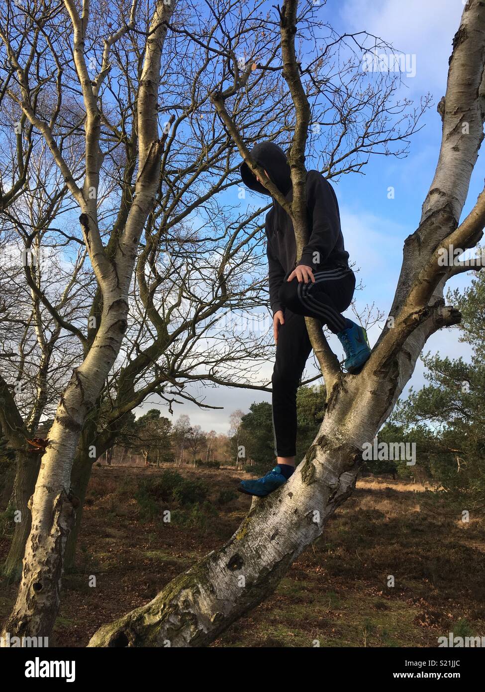 Boy in tree Stock Photo - Alamy
