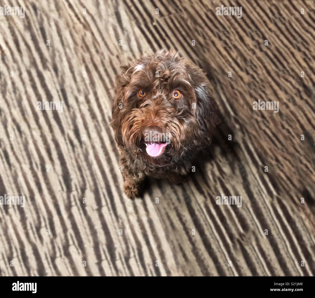 Cockapoo with brown eyes sitting camouflaged on a wooden floor Stock ...