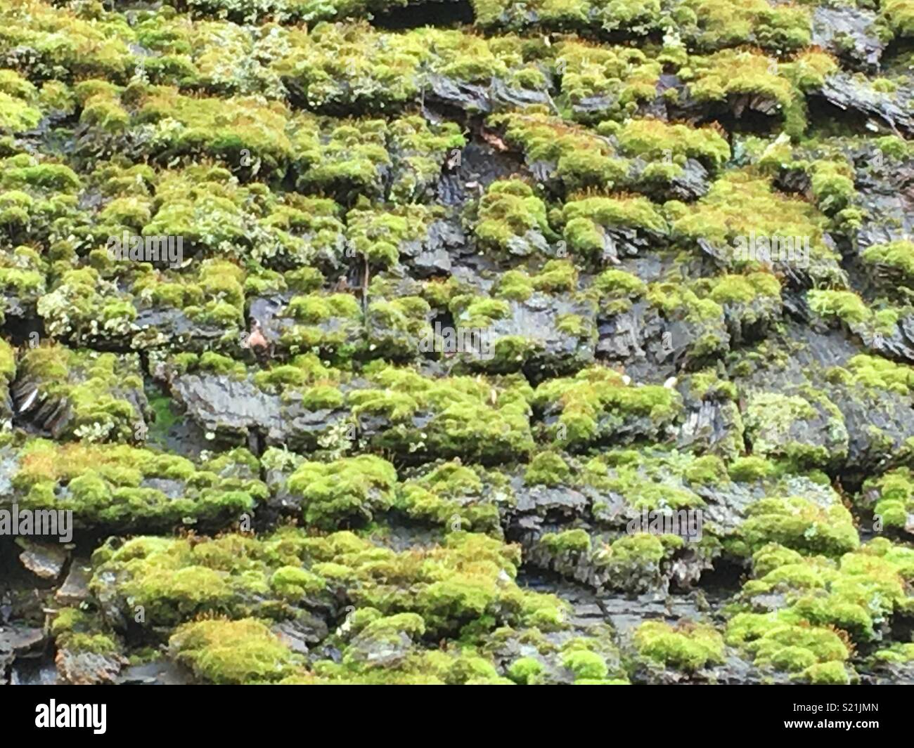 Moss covers hi-res stock photography and images - Alamy
