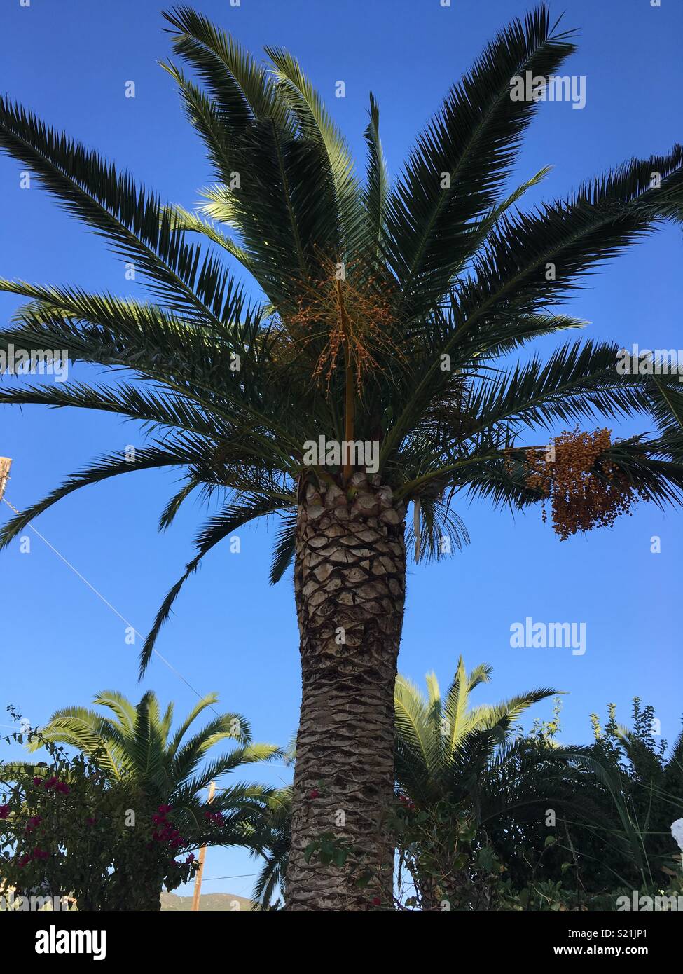 Zante tree hi-res stock photography and images - Alamy