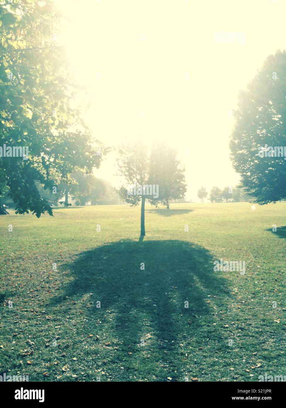 Tree shadow in sunlight at golden hour, magic hour Stock Photo - Alamy