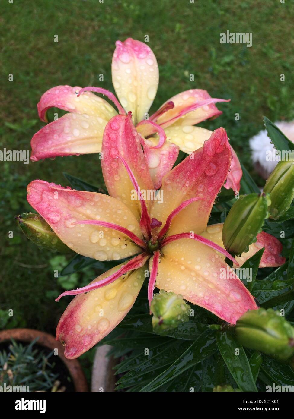 Rain lilies hi-res stock photography and images - Alamy