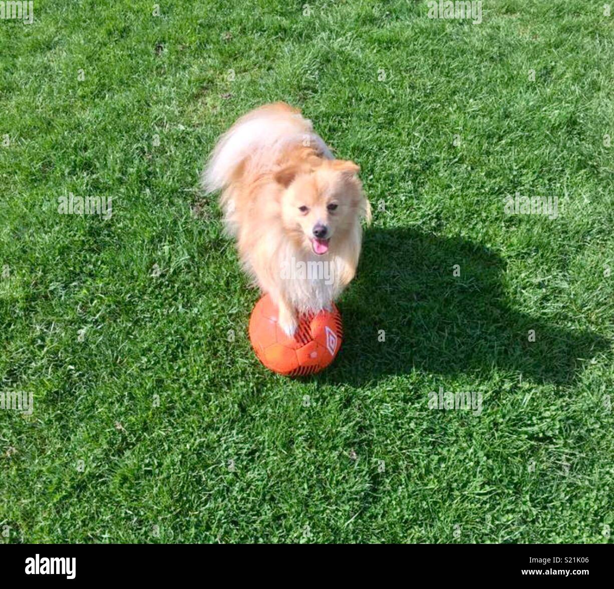 Sporty dog hi-res stock photography and images - Alamy