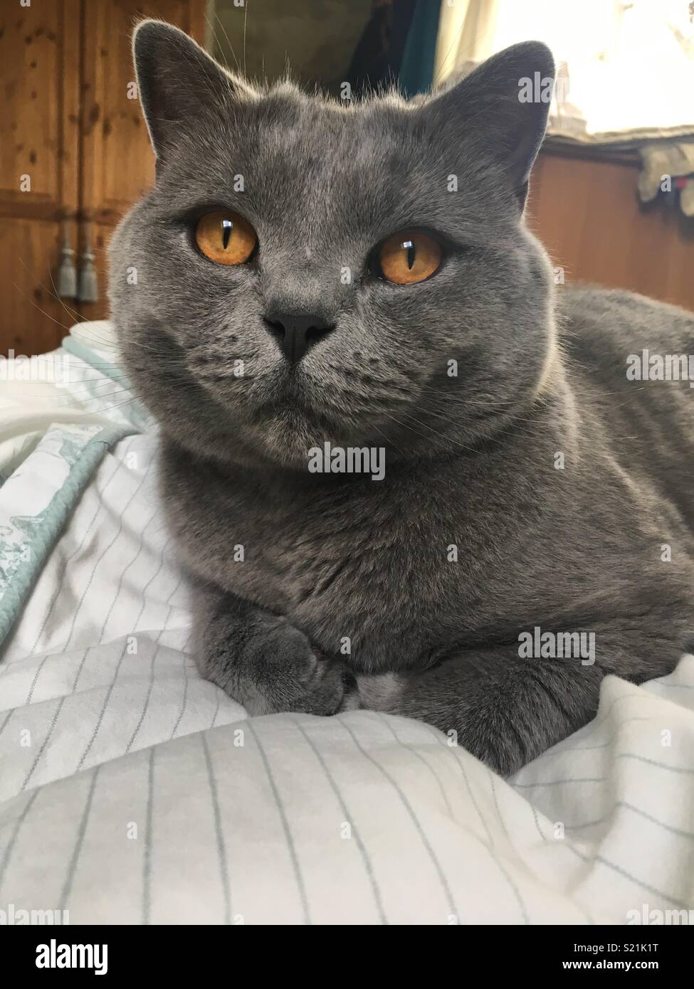British blue hi-res stock photography and images - Alamy