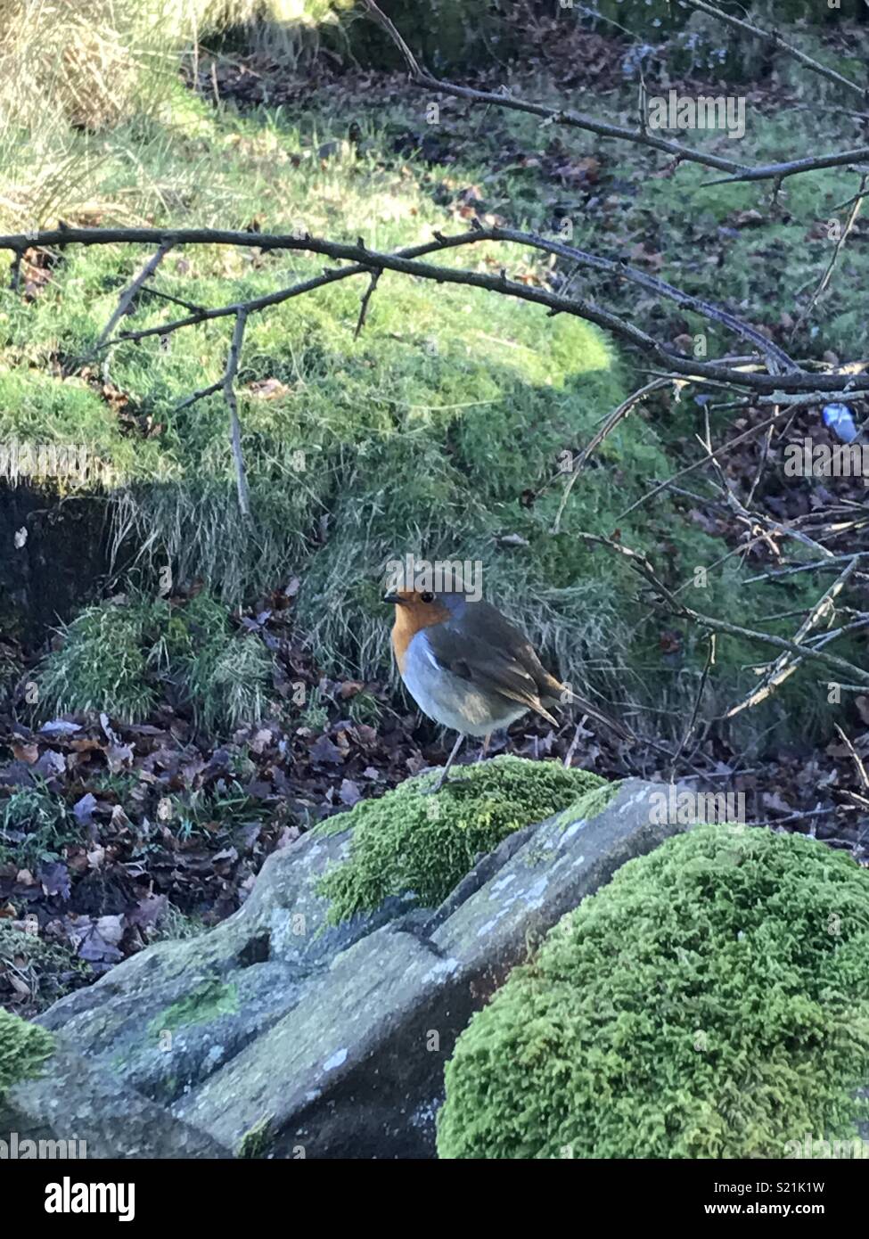 Robin in the wild Stock Photo - Alamy
