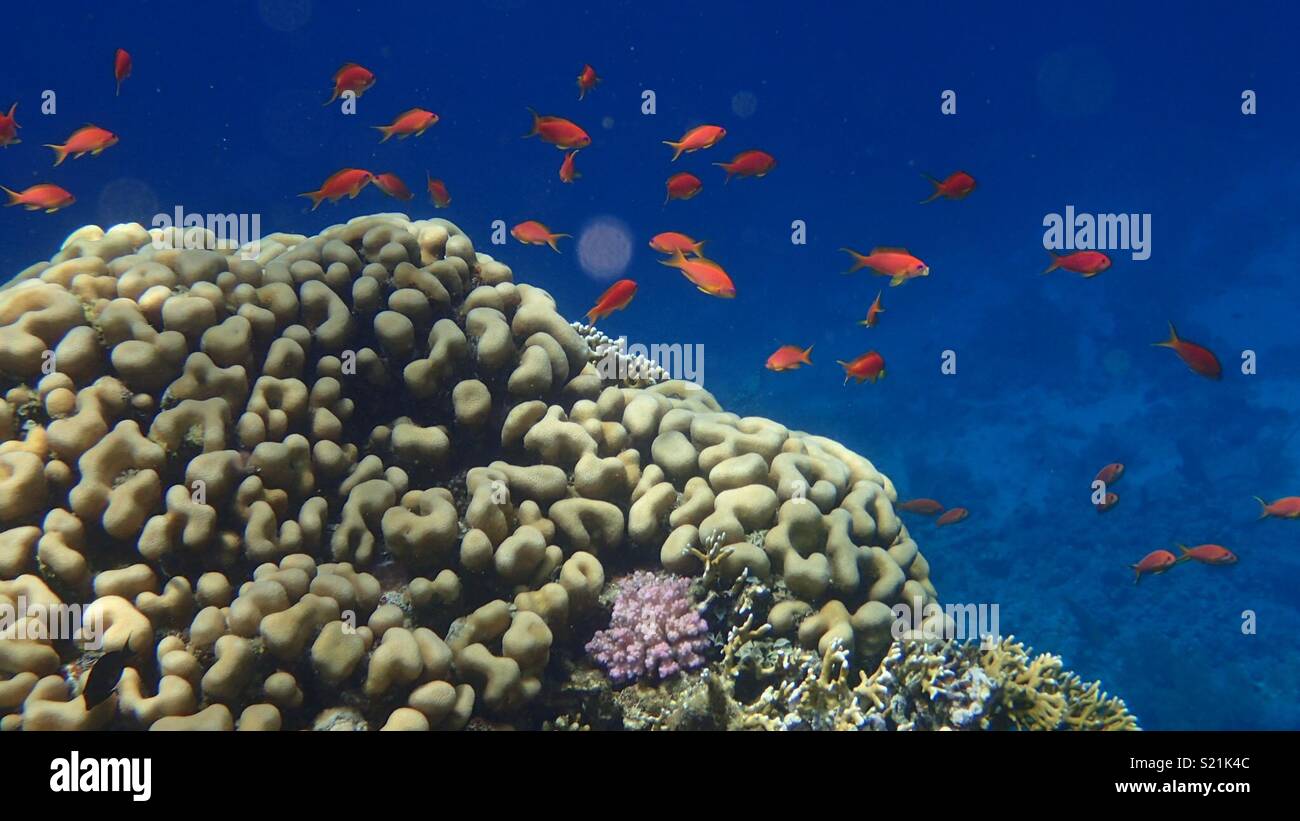 Red Sea Egypt Stock Photo - Alamy