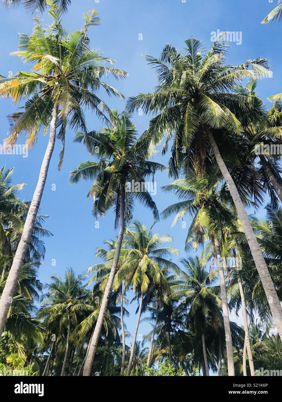 Palm trees everywhere in the maldives Stock Photo - Alamy