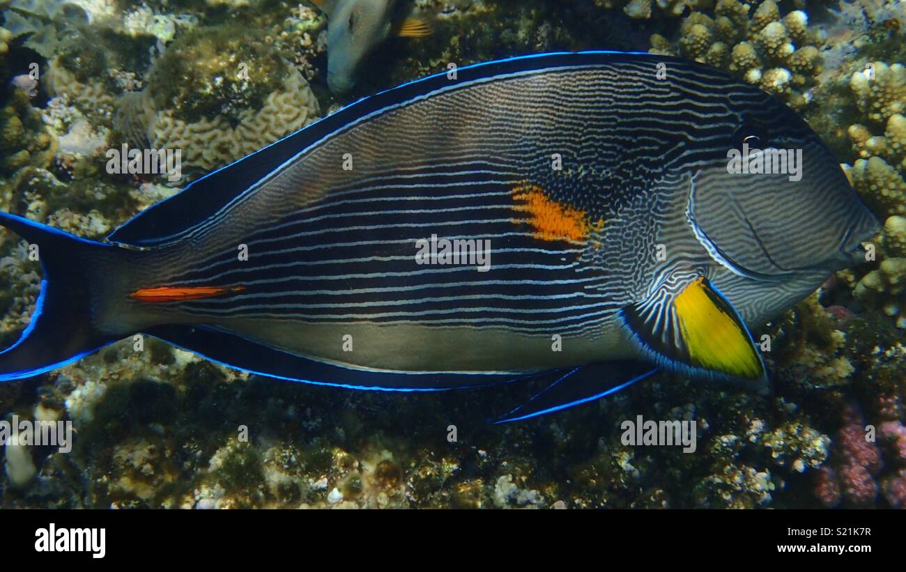 Sharm El Sheik Reef Fish High Resolution Stock Photography and Images ...