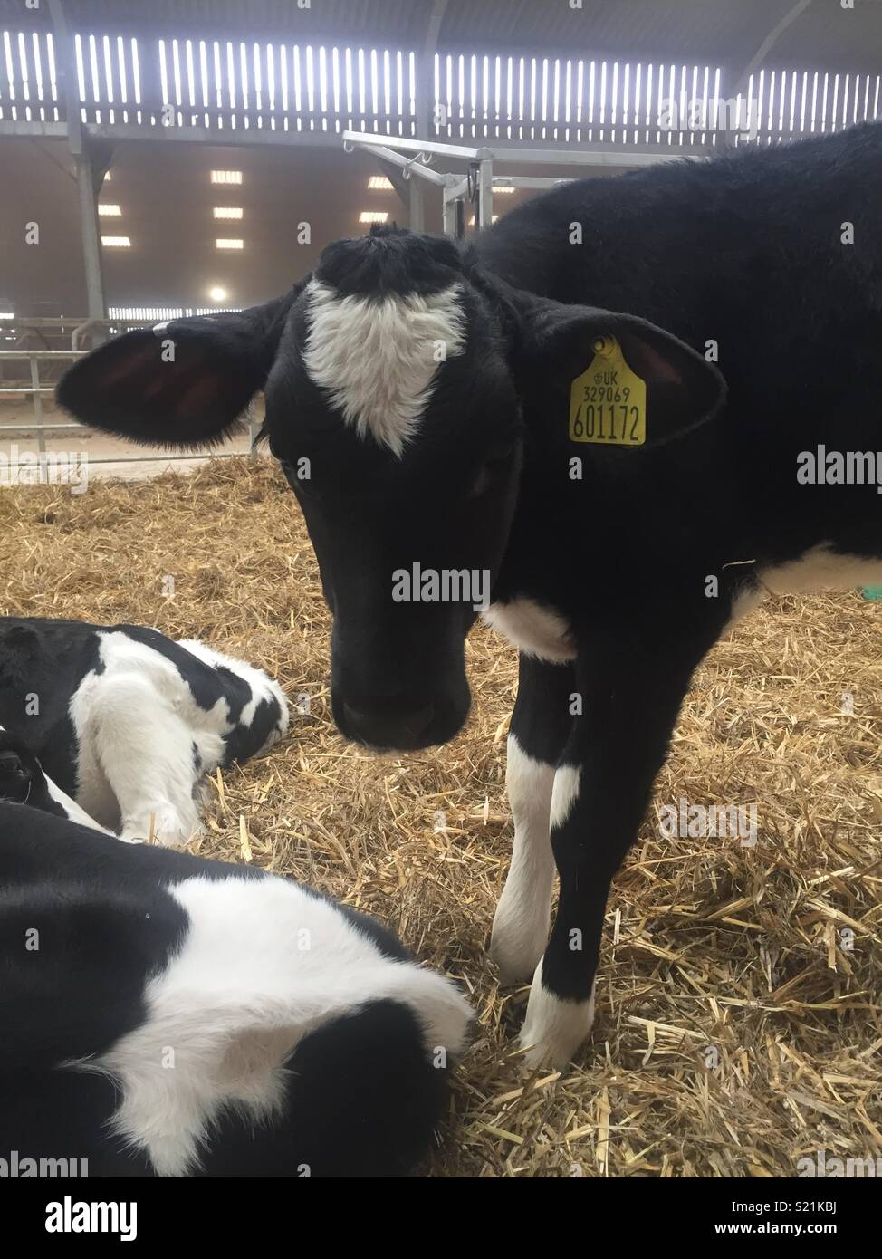 Dairy calf barn hi-res stock photography and images - Alamy