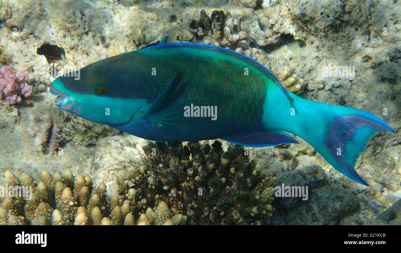 Sharm el Sheik. Egypt Stock Photo - Alamy