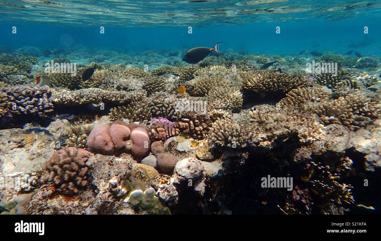 Sharm el sheik egypt hi-res stock photography and images - Alamy