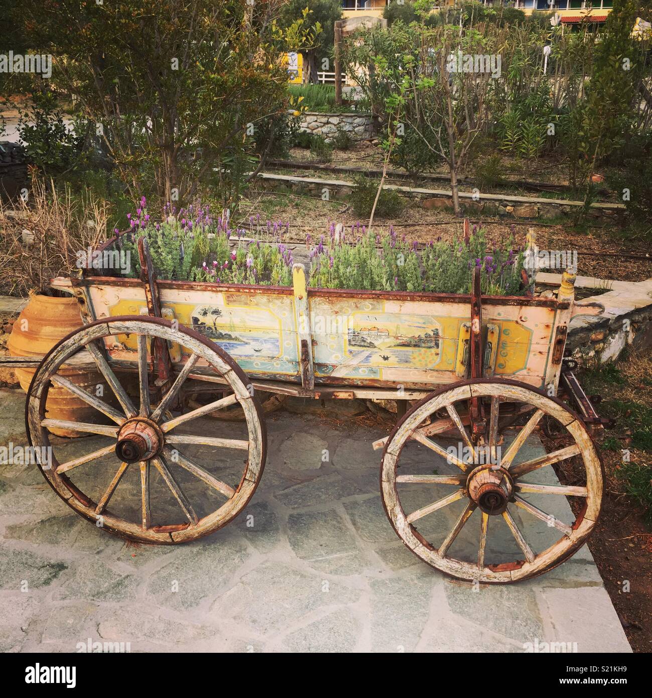 Beautiful lavender cart in Greece Stock Photo - Alamy