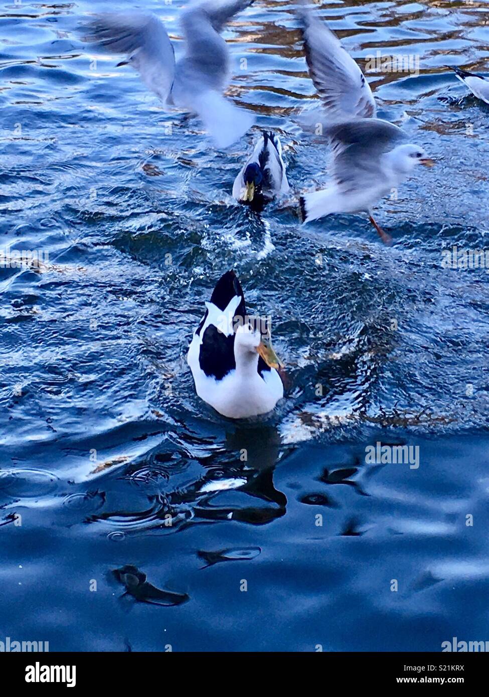 Mandarin Duck, Sefton Park, Liverpool Stock Photo - Alamy