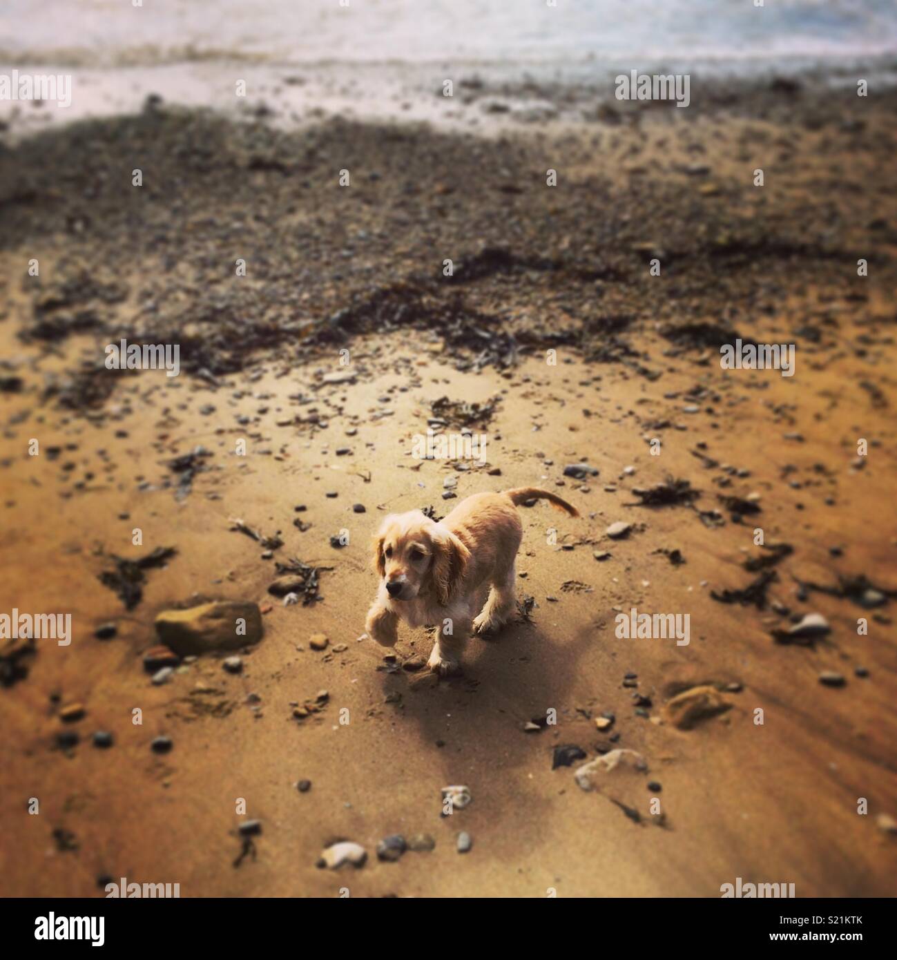 Puppy on the beach hi-res stock photography and images - Alamy