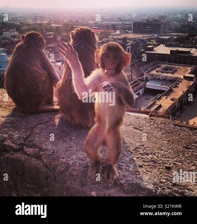 Monkey waving hi-res stock photography and images - Alamy