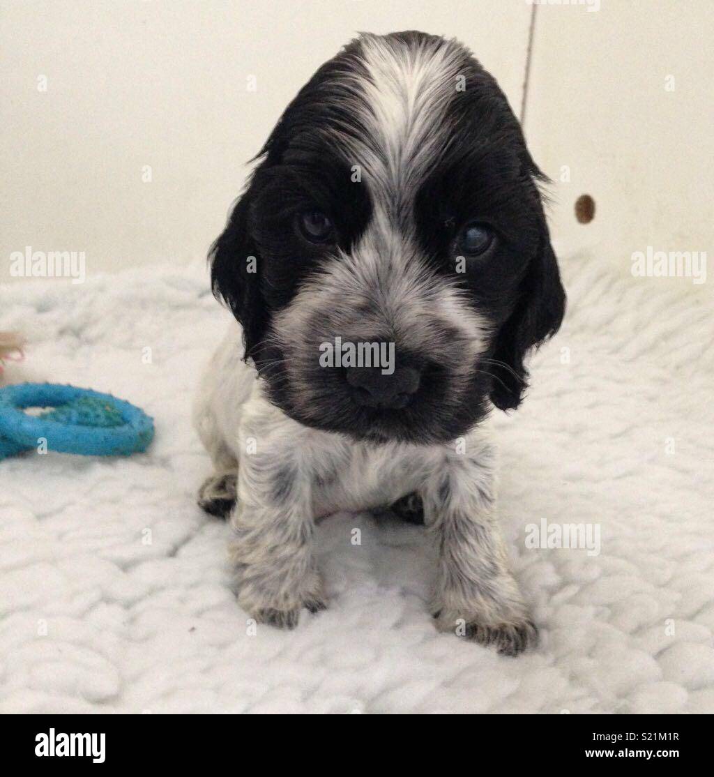 Blue roan hi-res stock photography and images - Alamy