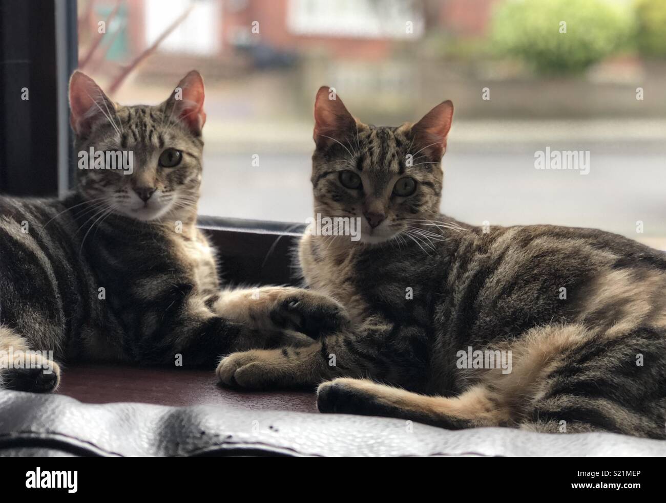 Twin cats hi-res stock photography and images - Alamy