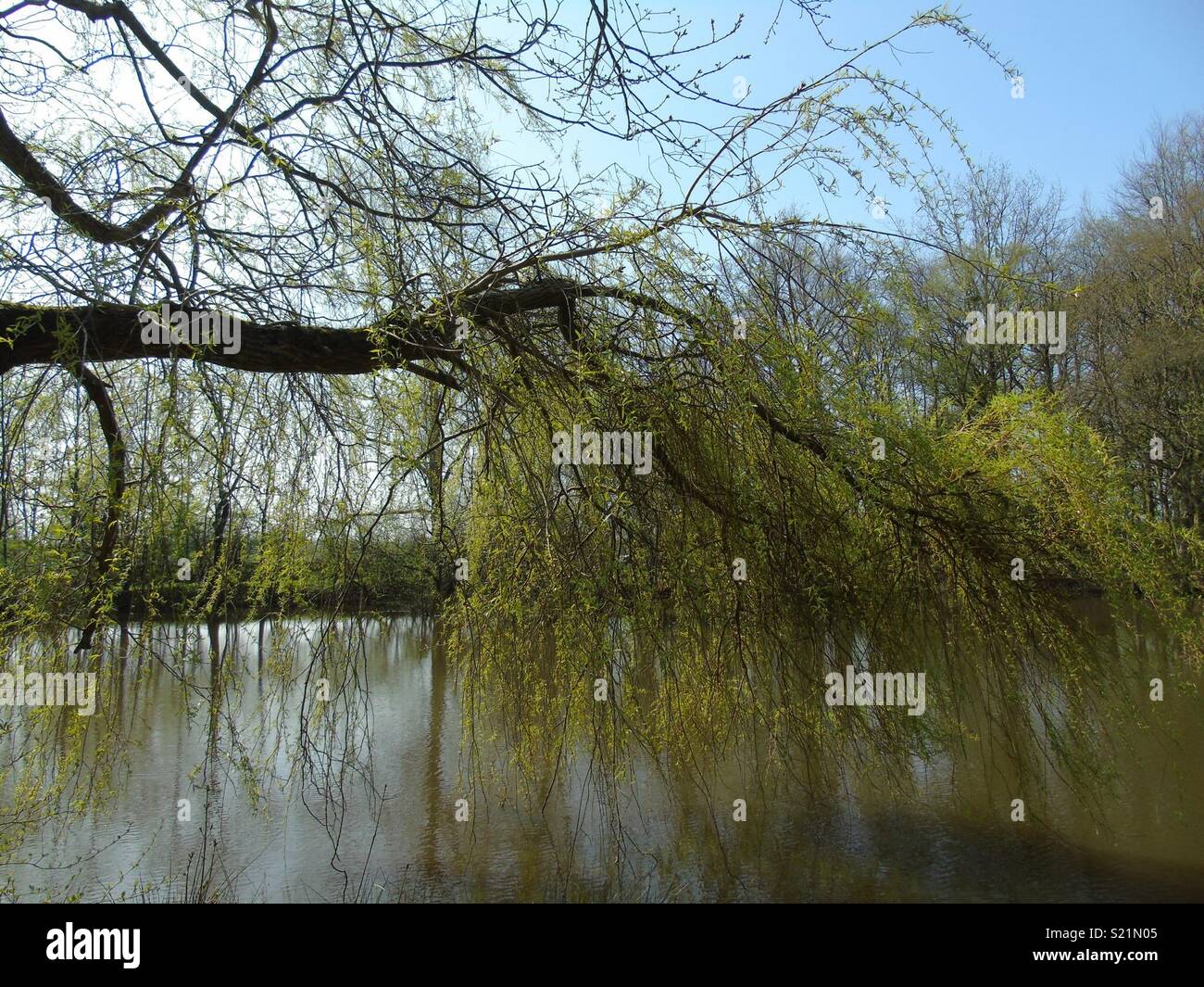 Tree overhanging water hi-res stock photography and images - Alamy