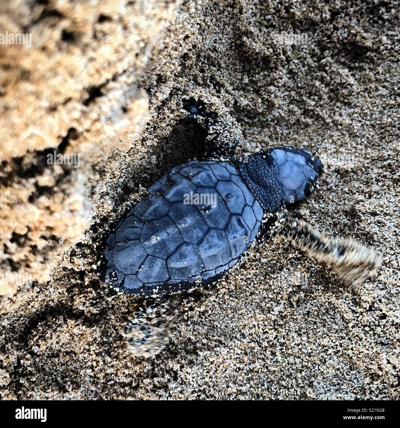 Turtles hatchlings hi-res stock photography and images - Alamy