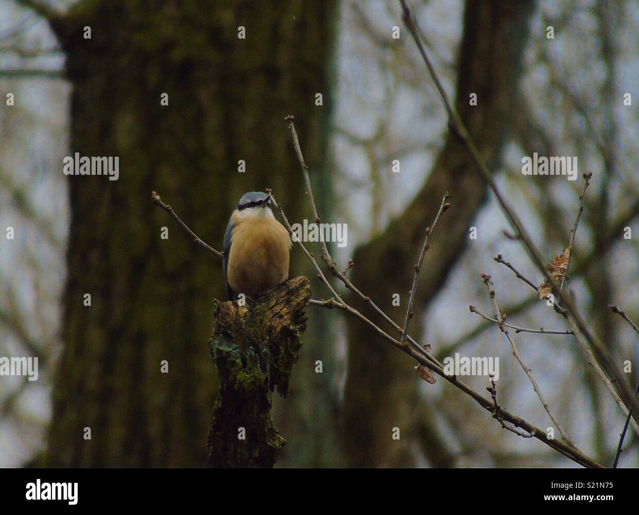 Nuthatch in tree Stock Photo - Alamy