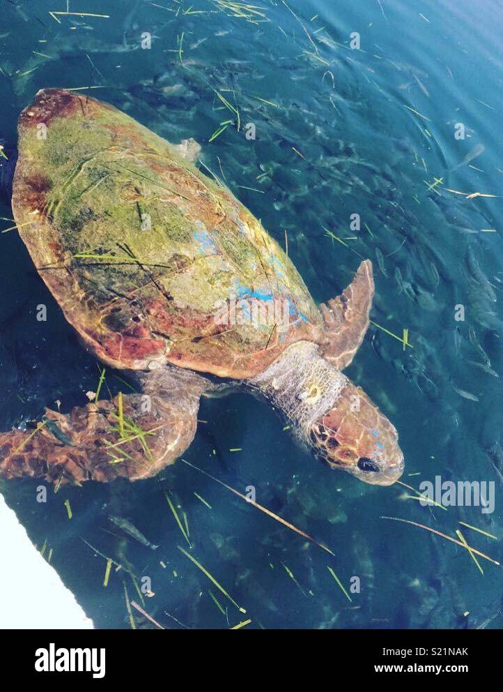 Argostoli kefalonia turtle hi-res stock photography and images - Alamy