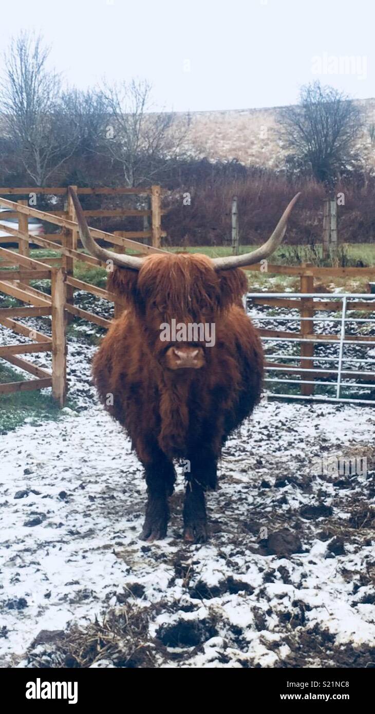 Highlands cows hi-res stock photography and images - Alamy