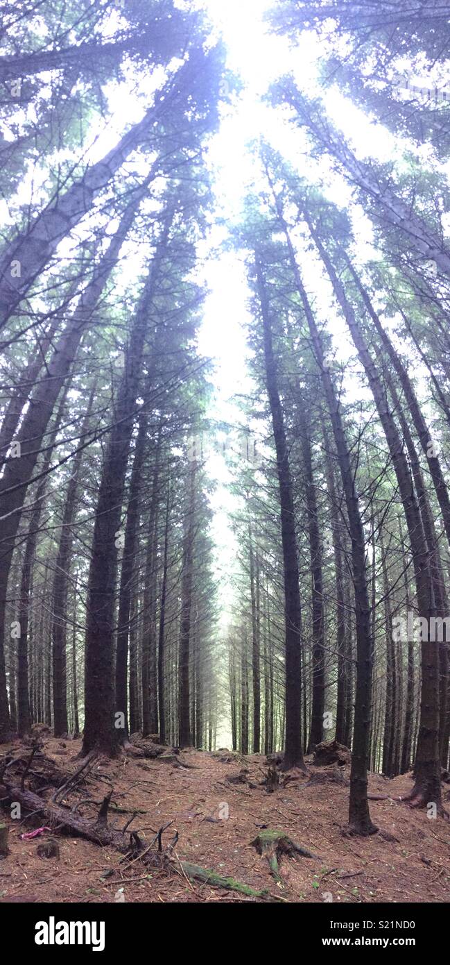 Opening in the trees Stock Photo - Alamy